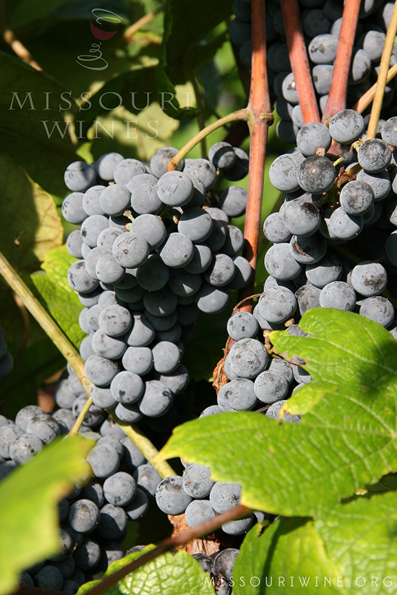 Photo Galleries | MO Wines